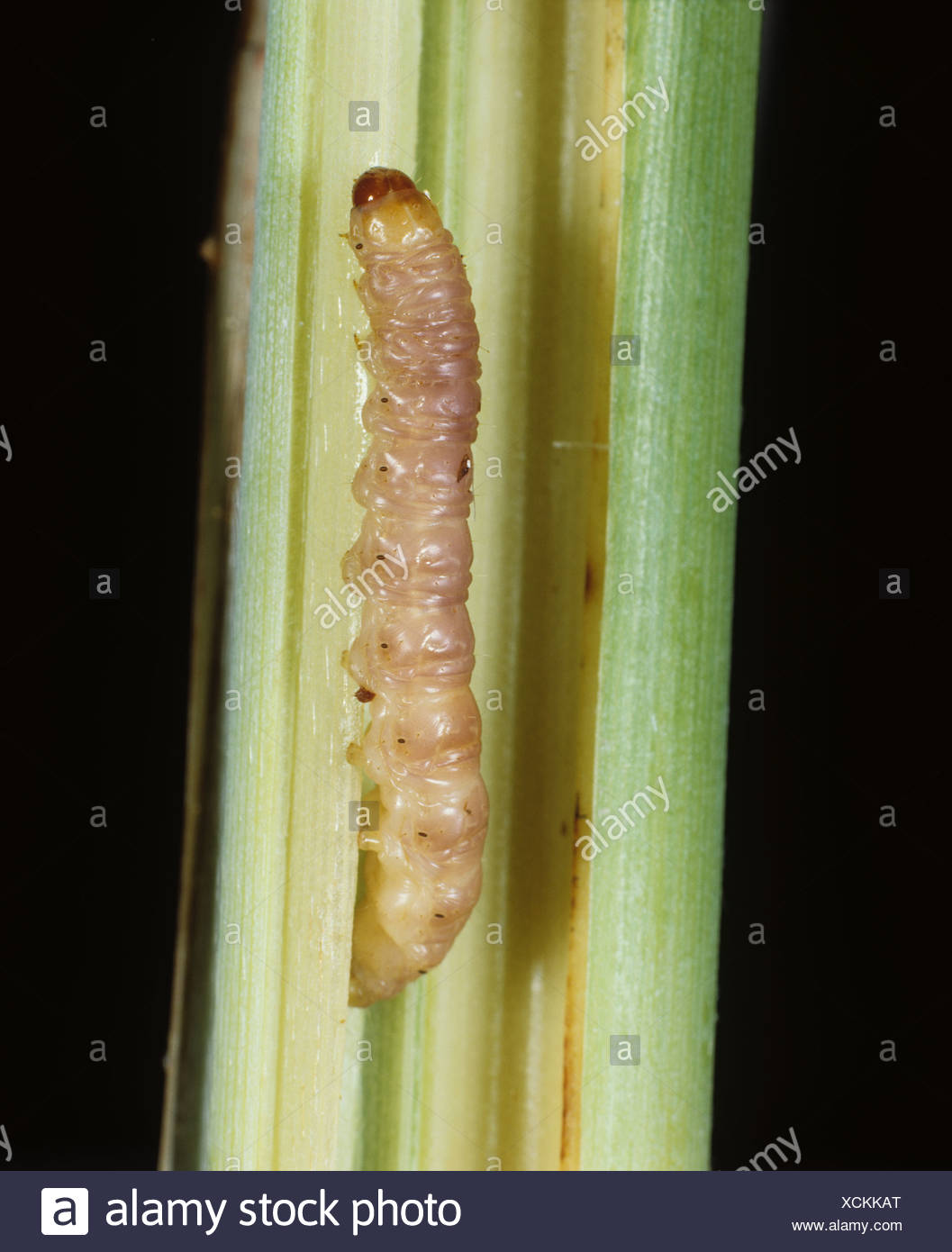 Stem Borer High Resolution Stock Photography and Images - Alamy
