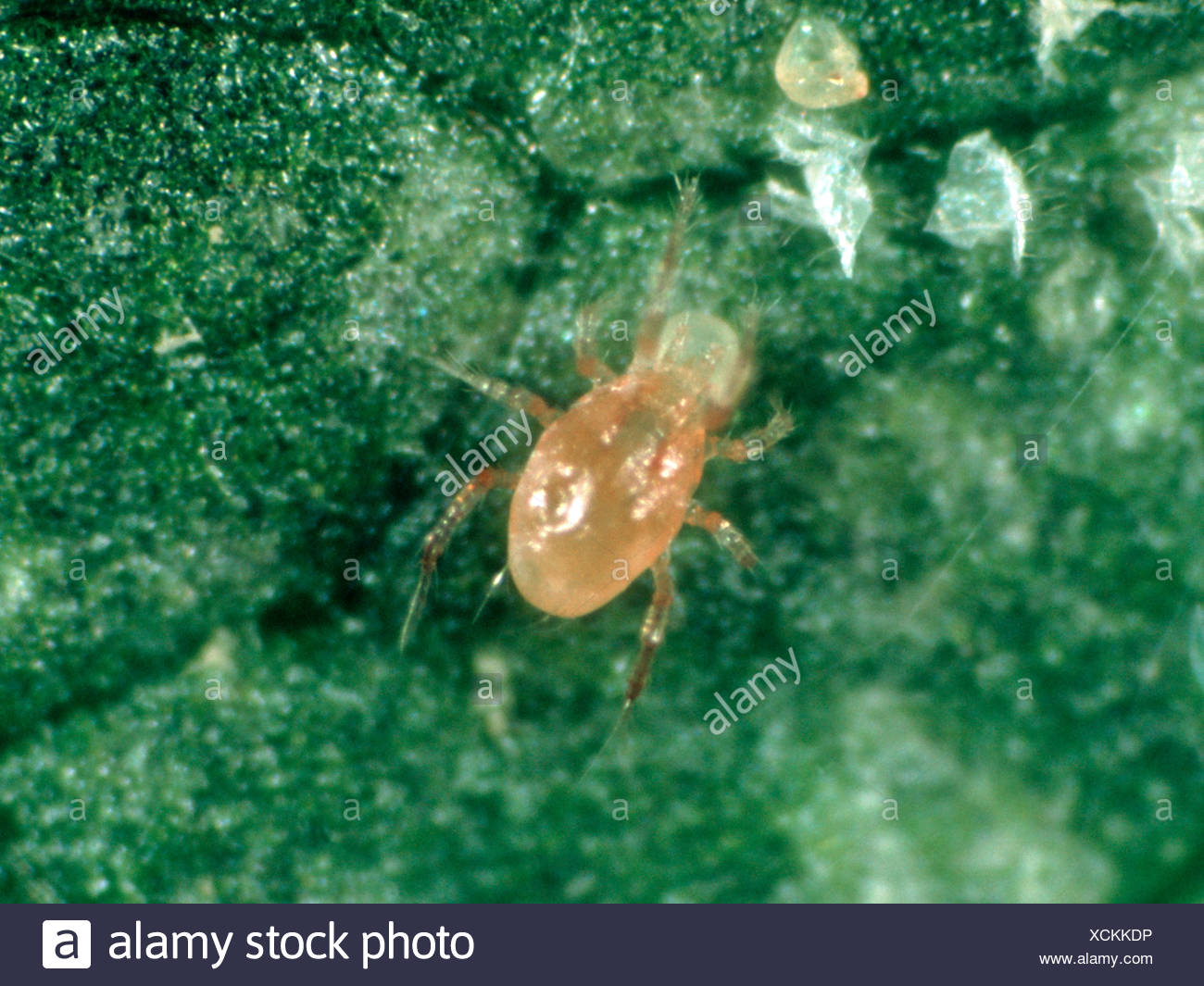 Phytoseiulus Persimilis High Resolution Stock Photography and Images ...