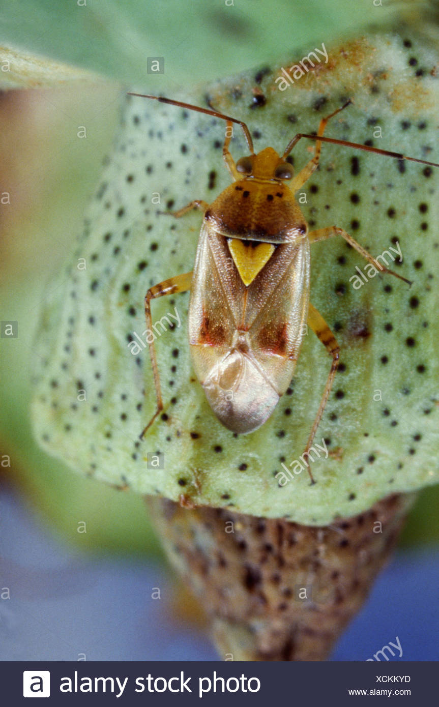 Lygus High Resolution Stock Photography and Images - Alamy