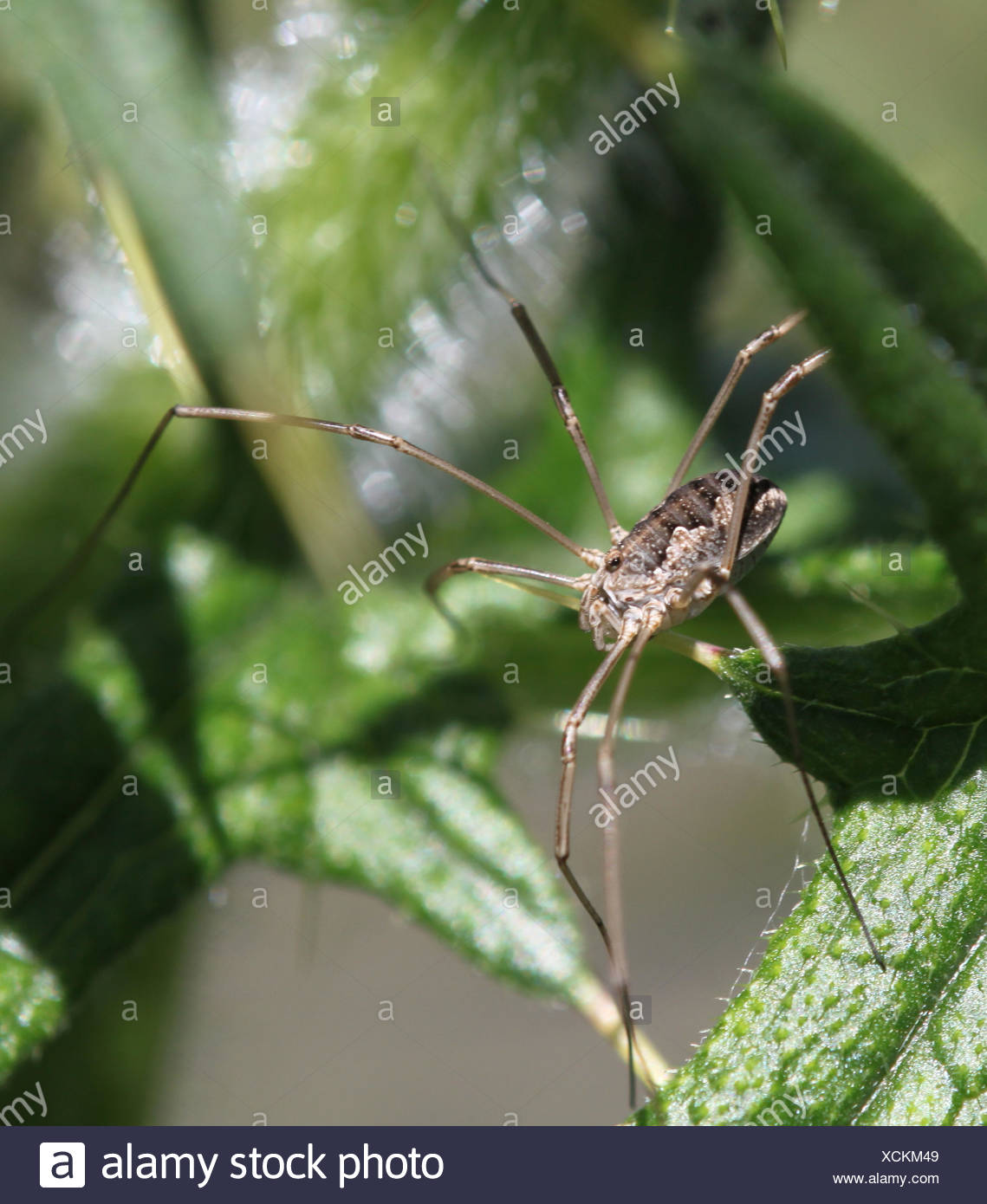 Carpenter Spider Stock Photos & Carpenter Spider Stock Images - Alamy