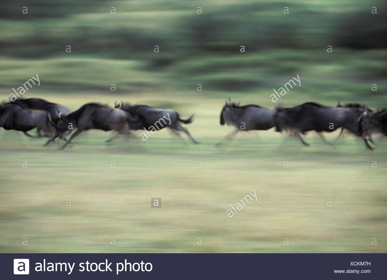 Stampede Wildebeest High Resolution Stock Photography and Images - Alamy