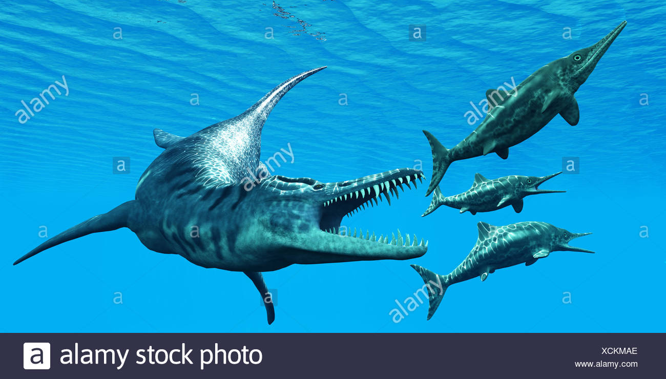 Lizard Flippers High Resolution Stock Photography and Images - Alamy