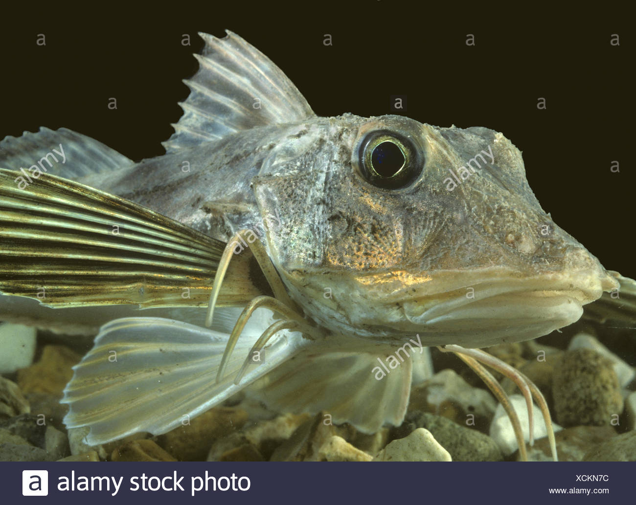 Grey Gurnard High Resolution Stock Photography and Images - Alamy