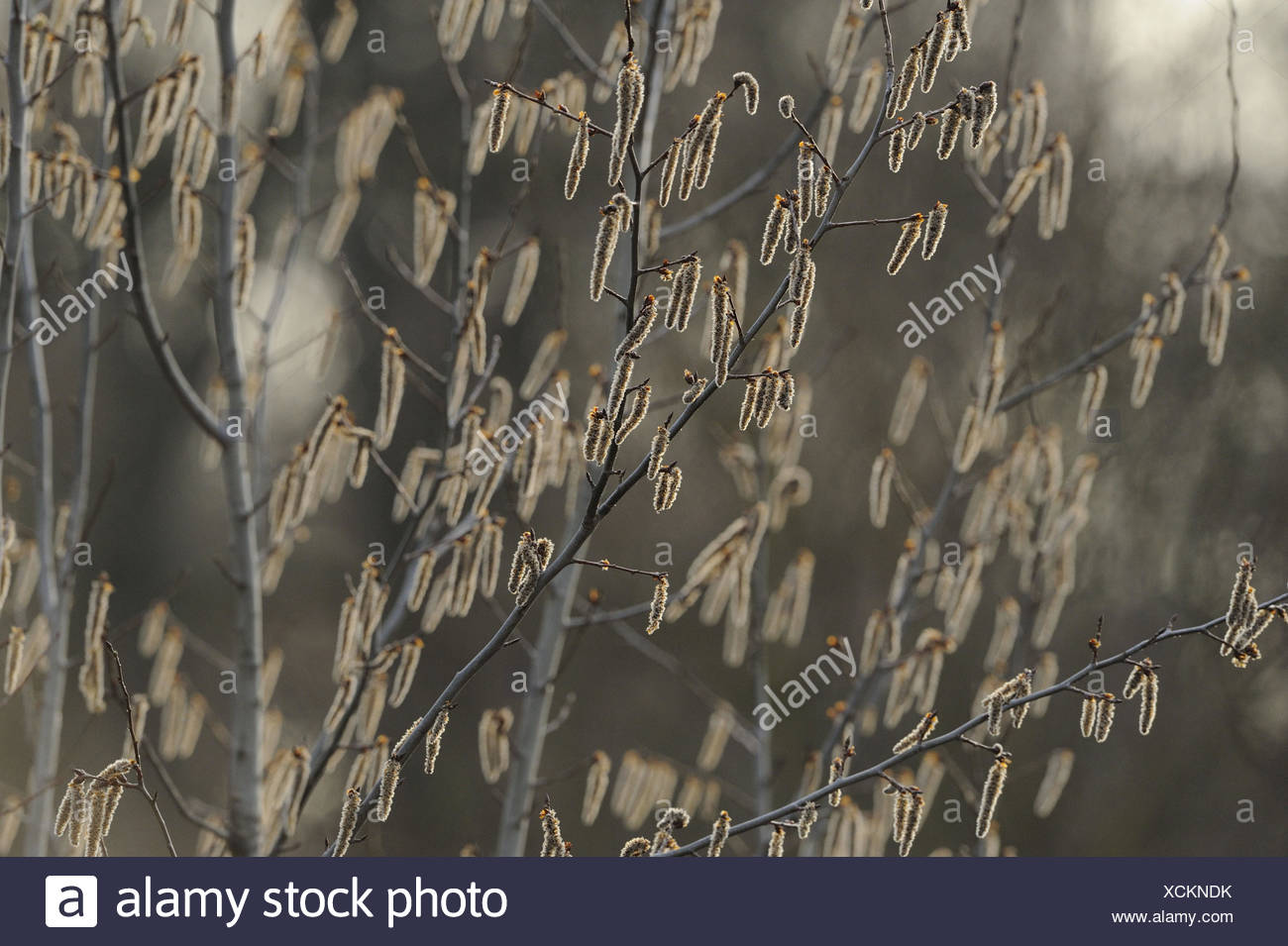 Populus Euramericana High Resolution Stock Photography and Images - Alamy