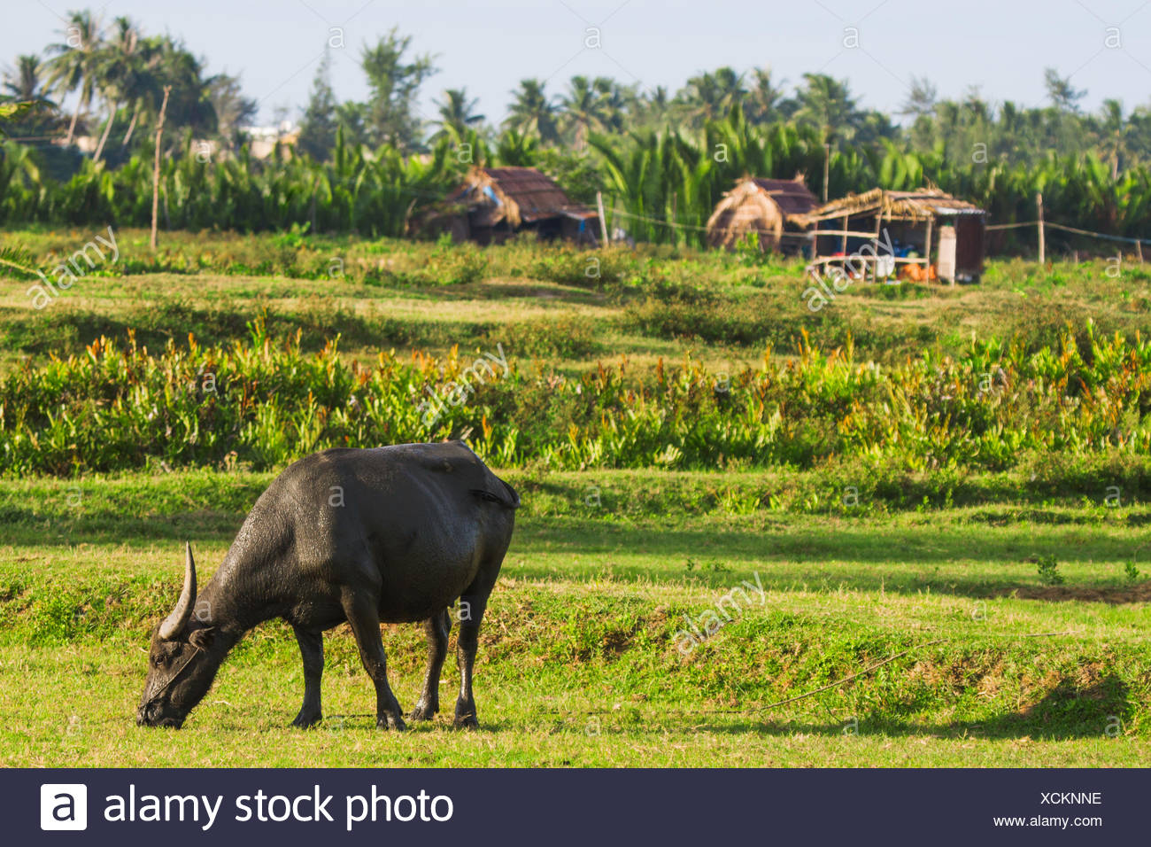 Buffallo Stock Photos & Buffallo Stock Images - Alamy