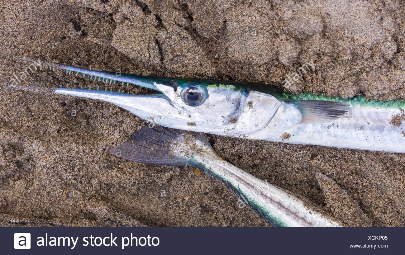 Needlefish Stock Photos & Needlefish Stock Images - Alamy
