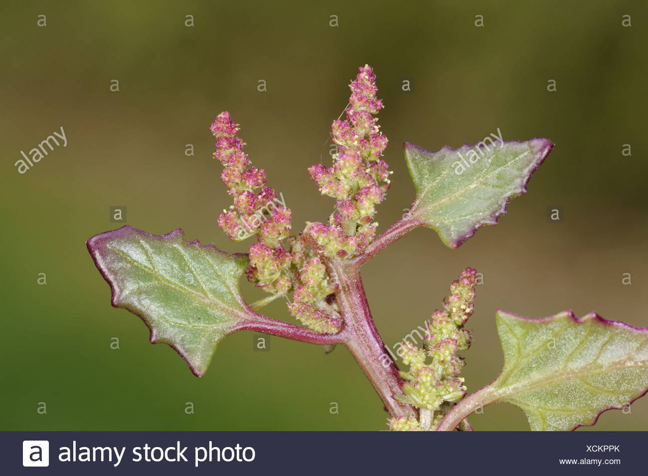 Red Goosefoot Chenopodium Rubrum High Resolution Stock Photography and ...