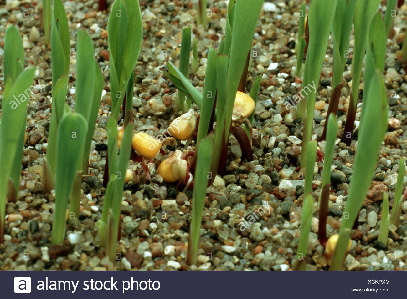 Germinating Maize Or Corn Seed Stock Photos & Germinating Maize Or Corn ...