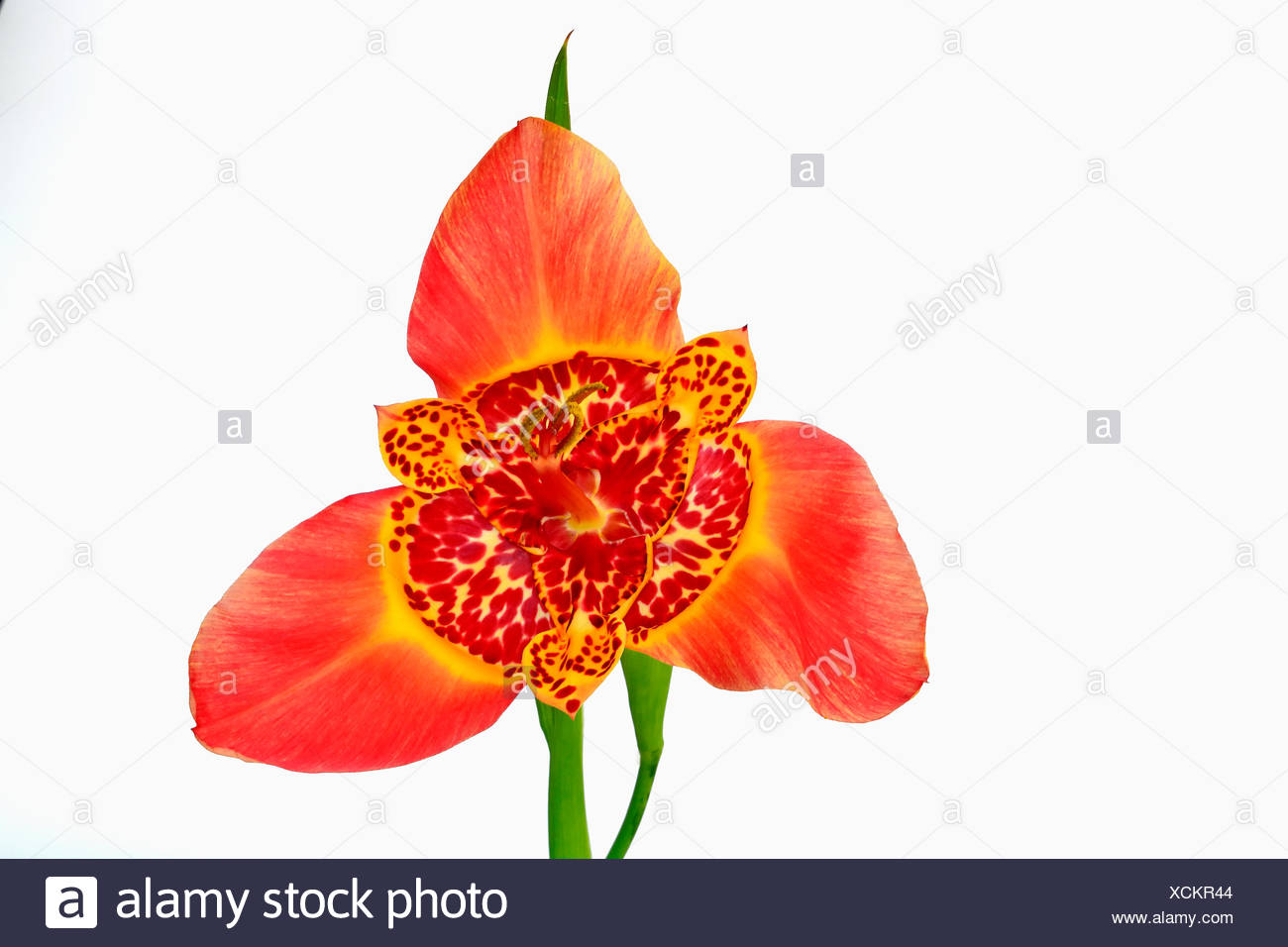 Tiger Flower High Resolution Stock Photography and Images - Alamy
