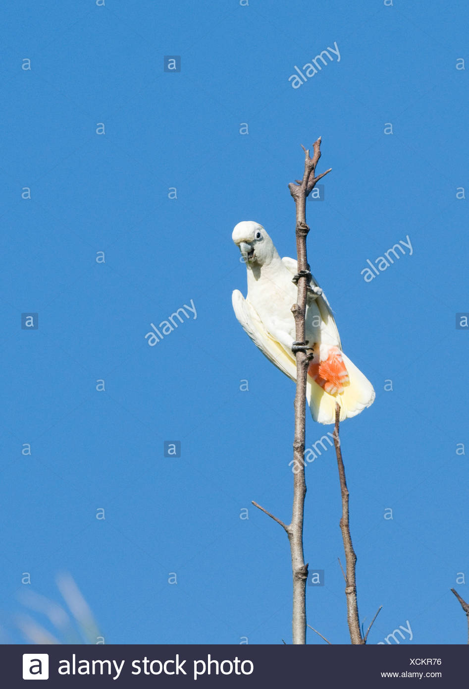 Endangered Palawan Philippines Endemic Cockatoo Narra High Resolution ...