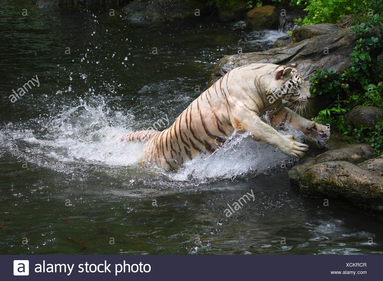 Tiger Water Splash High Resolution Stock Photography and Images - Alamy
