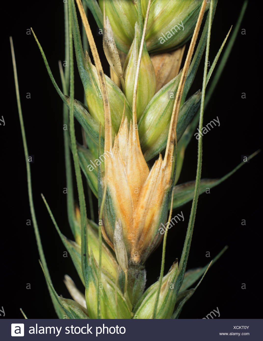 Fusarium Sp High Resolution Stock Photography and Images - Alamy