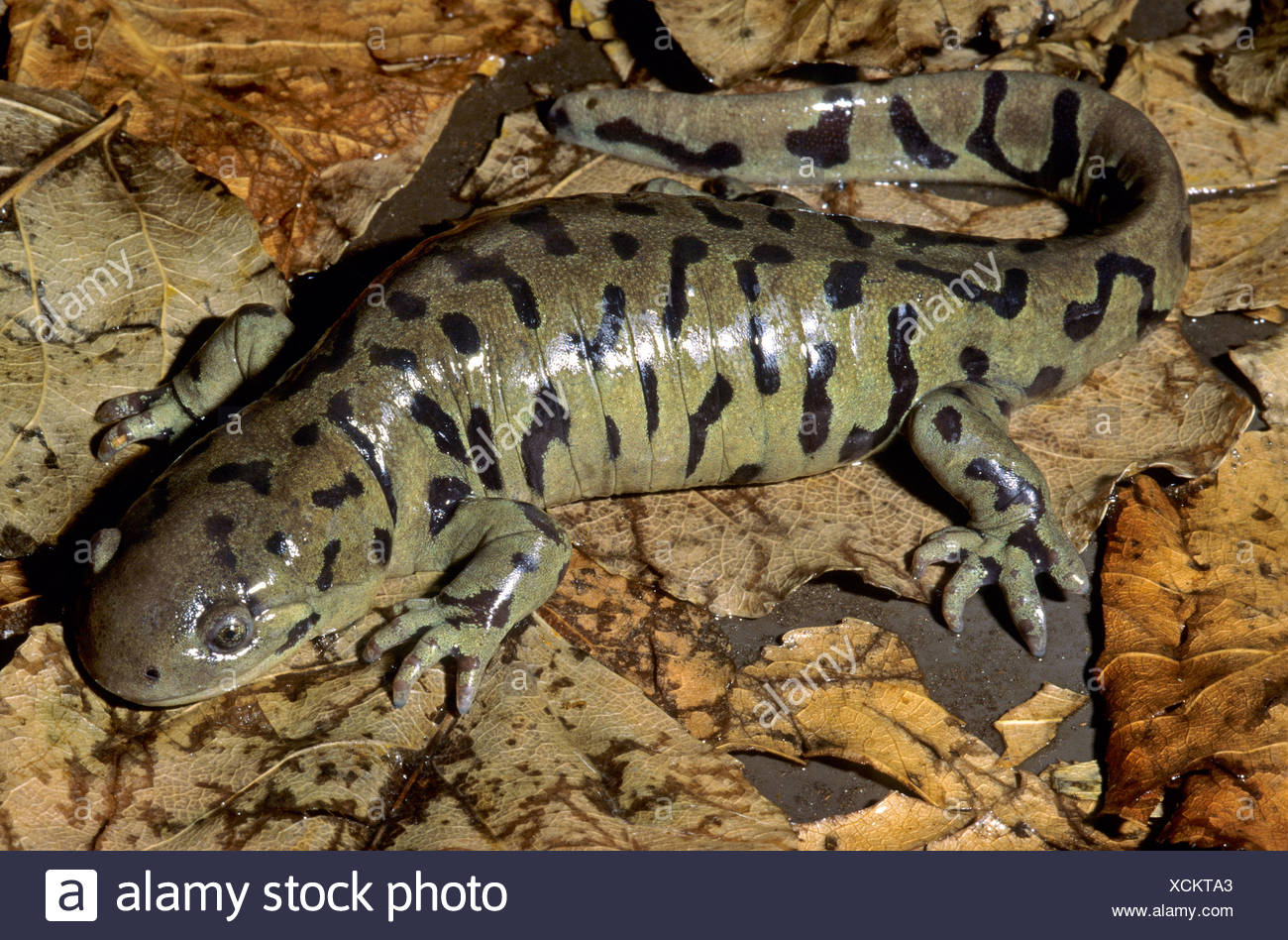 Tiger Salamander, Ambystoma Tigrinum High Resolution Stock Photography ...