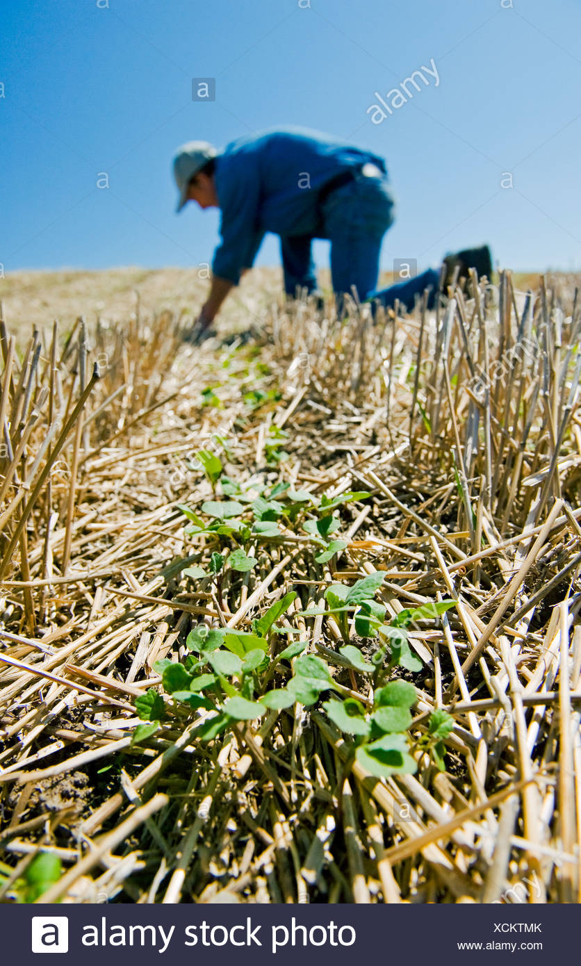 Stubble Growth High Resolution Stock Photography and Images - Alamy