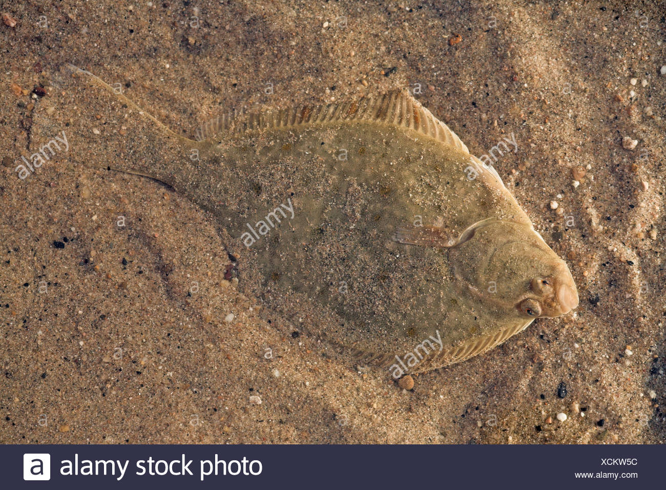 Flounder High Resolution Stock Photography and Images - Alamy