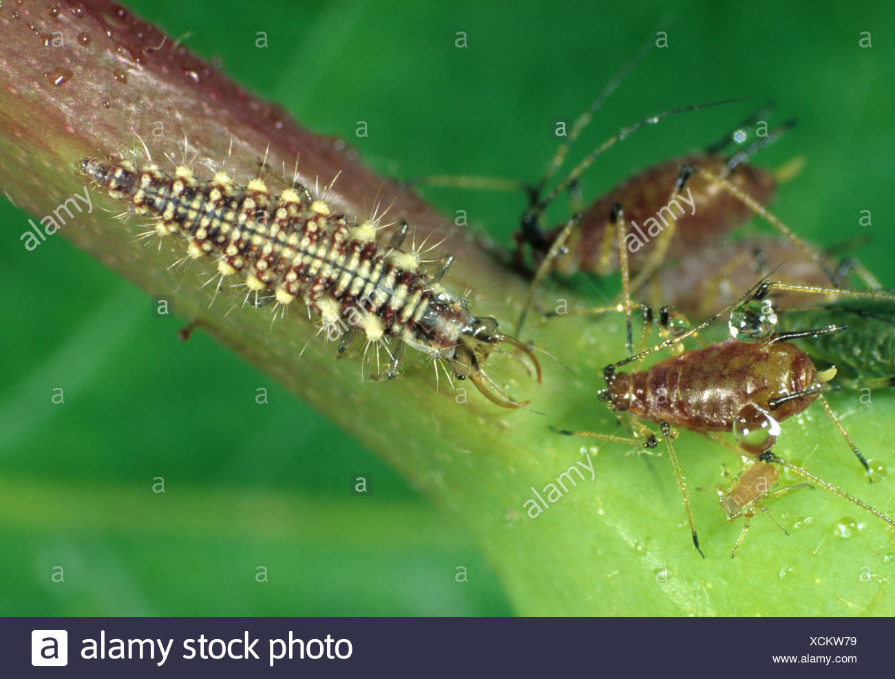 Lacewing Larvae High Resolution Stock Photography and Images - Alamy