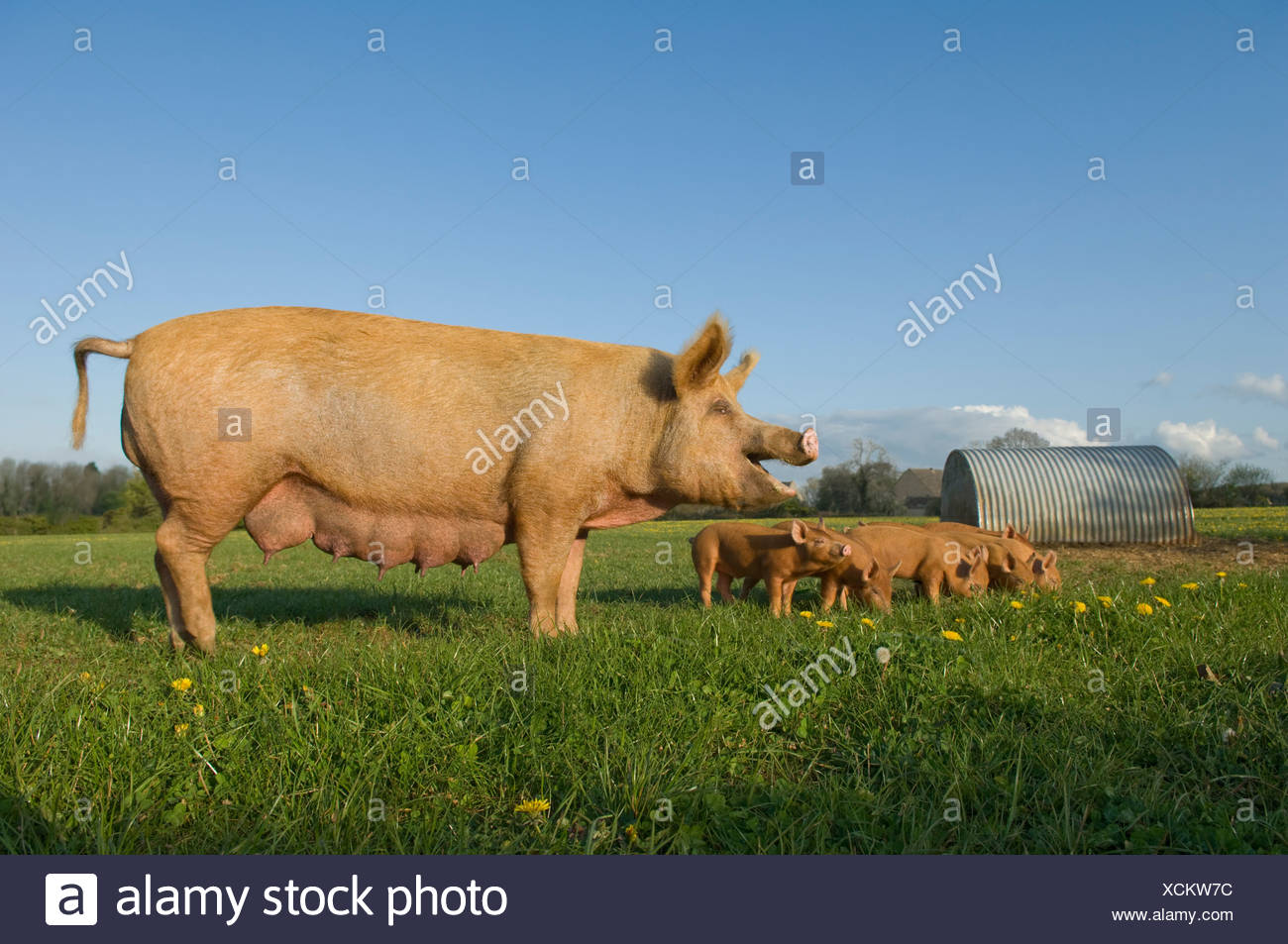 Pig Stock Photos & Pig Stock Images - Alamy