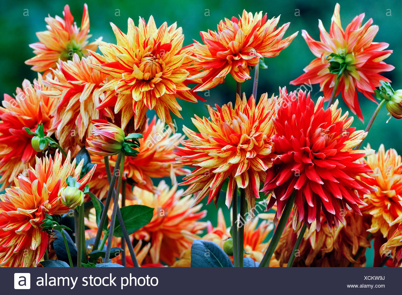 Sultan Plants High Resolution Stock Photography and Images - Alamy