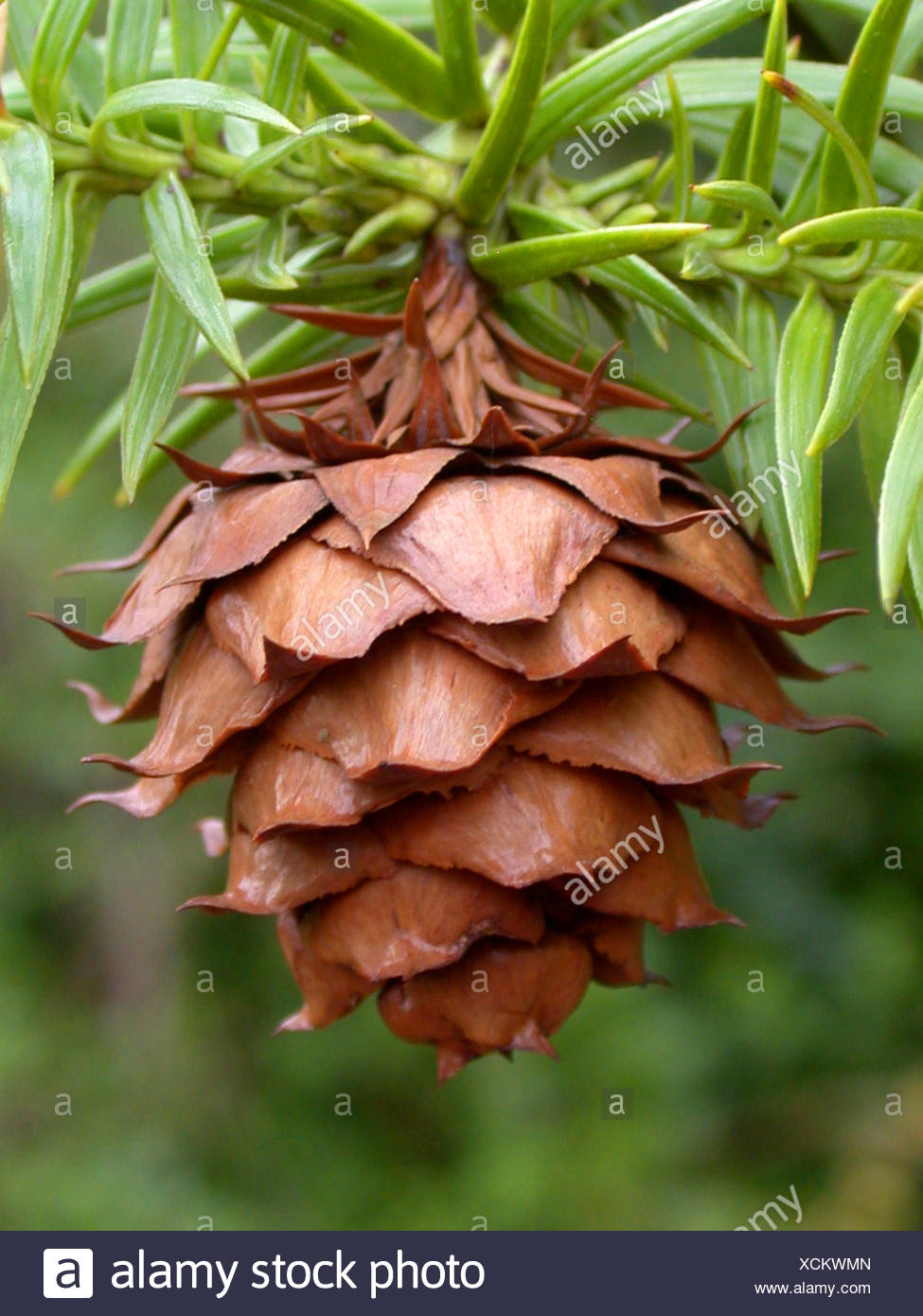 Cunninghamia Lanceolata Stock Photos & Cunninghamia Lanceolata Stock ...