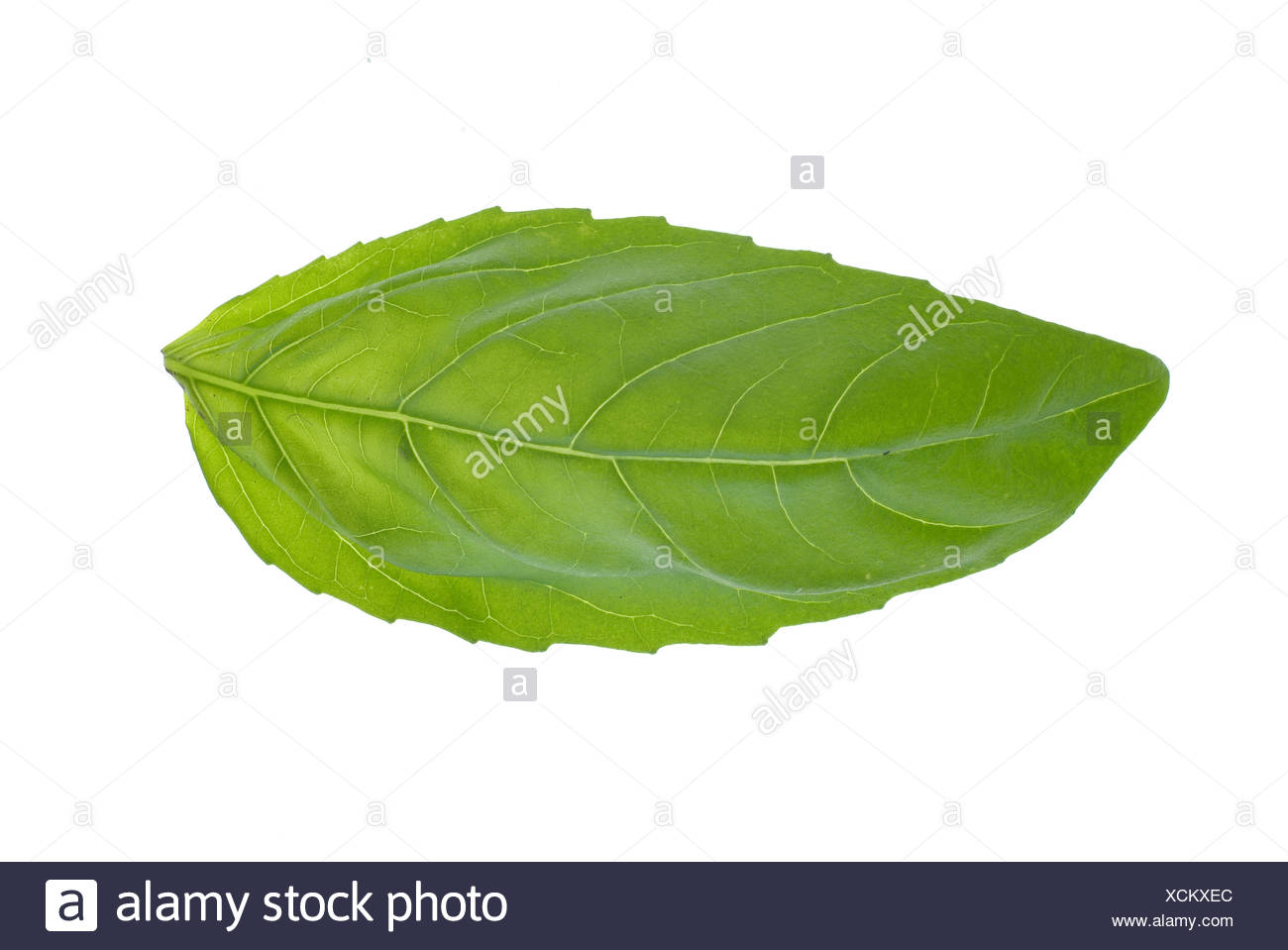 Single Leaf High Resolution Stock Photography and Images - Alamy