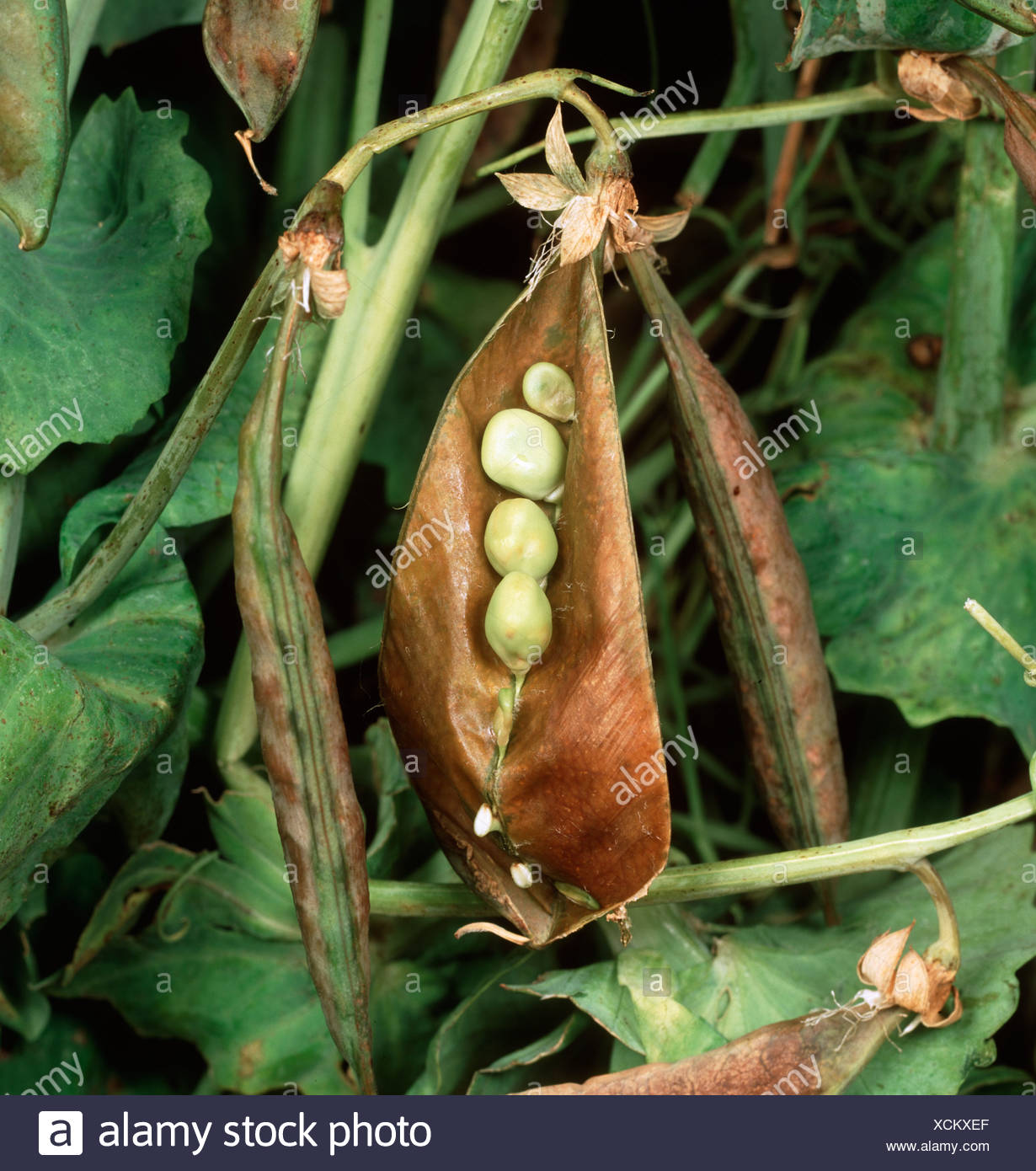 Small Purple Pea Plant Stock Photos & Small Purple Pea Plant Stock ...