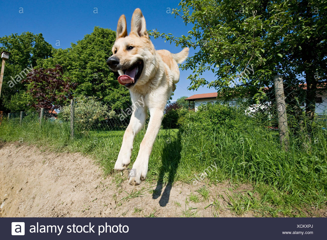 Adult Jumping Over Fence High Resolution Stock Photography and Images ...