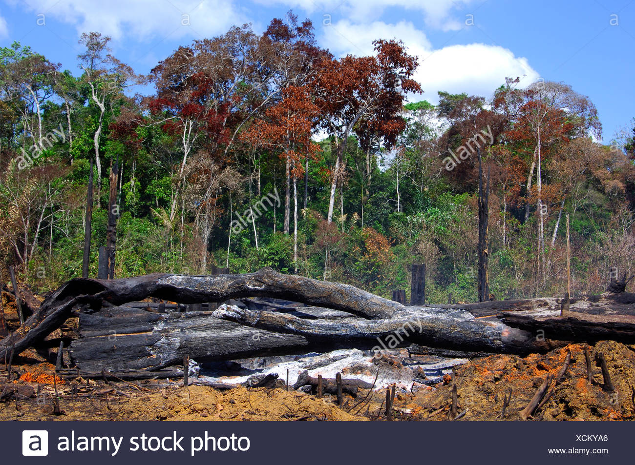 Shifting Cultivation Rainforest High Resolution Stock Photography and ...