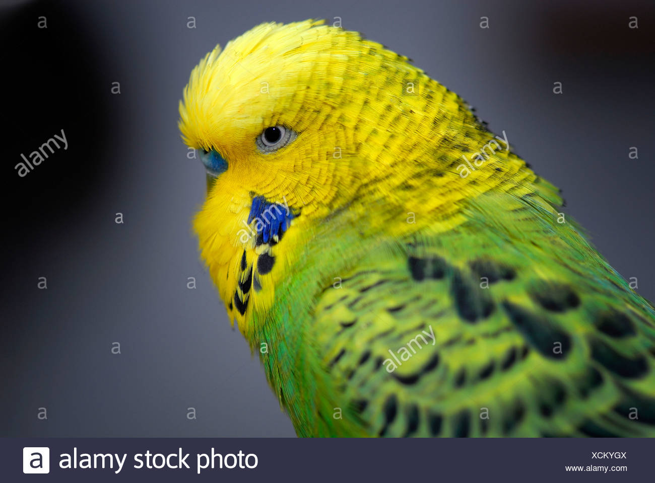 Green Budgies High Resolution Stock Photography and Images - Alamy