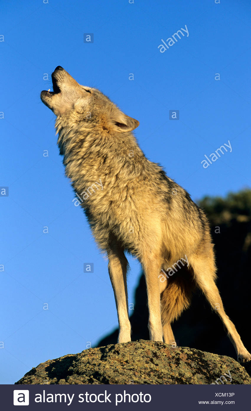 The Wolves High Resolution Stock Photography and Images - Alamy