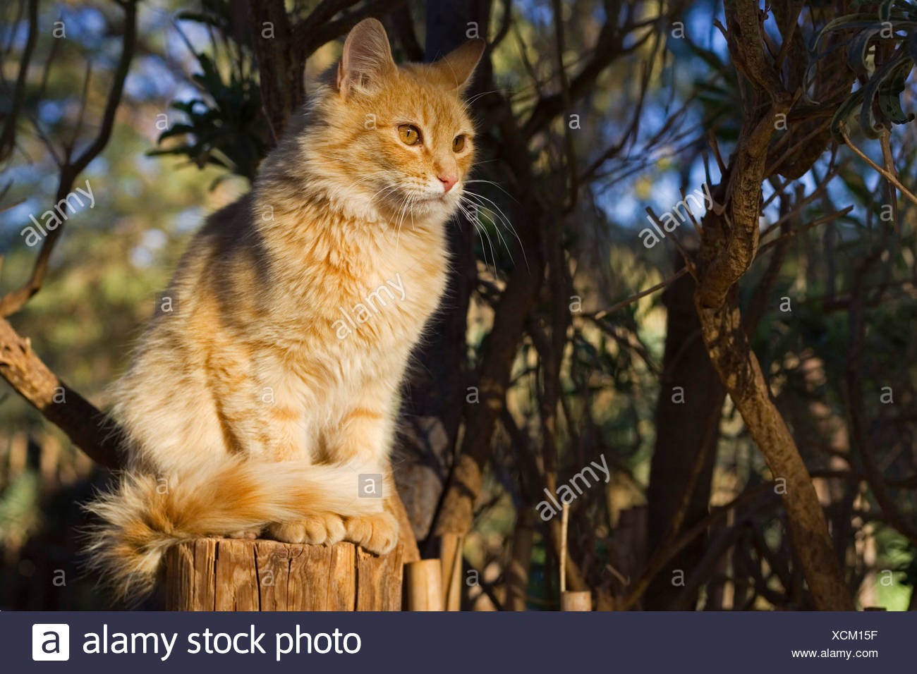 Cat Full Body High Resolution Stock Photography and Images - Alamy