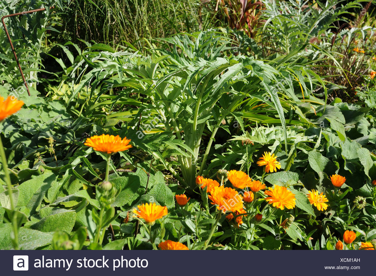 Cardoni High Resolution Stock Photography and Images - Alamy