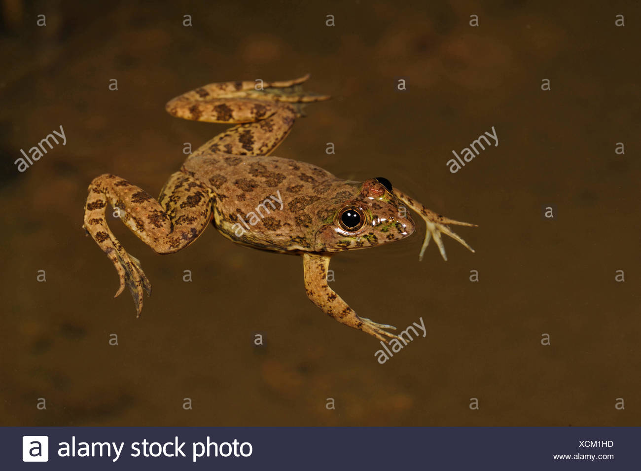 Sri Lankan Frogs High Resolution Stock Photography and Images - Alamy