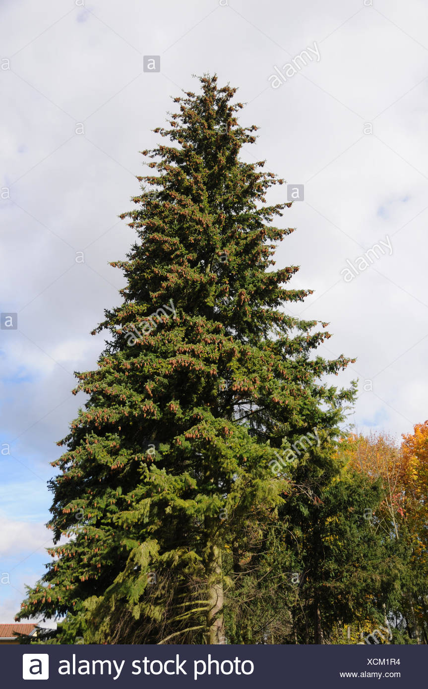 Douglas Fir High Resolution Stock Photography and Images - Alamy