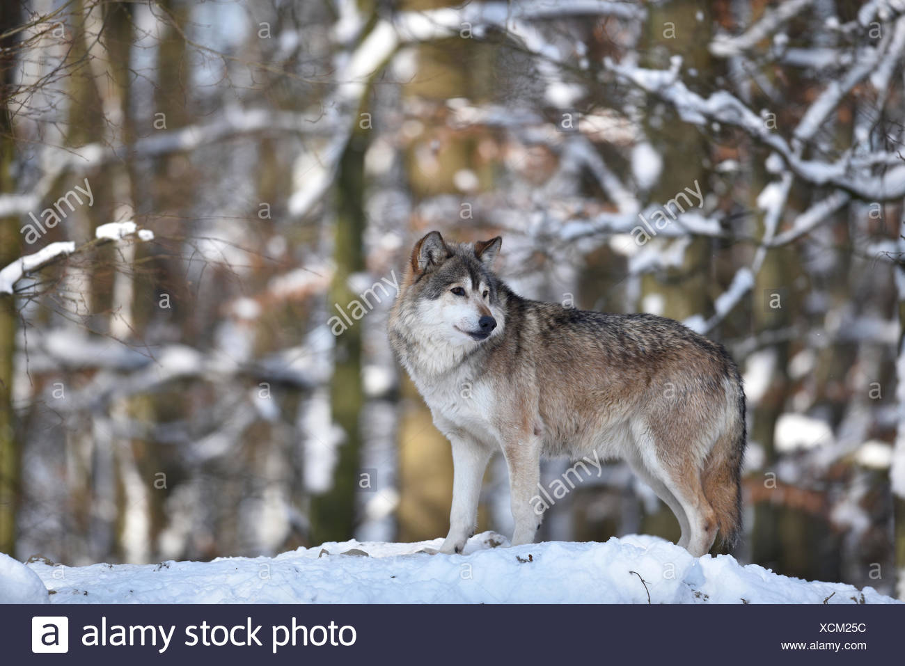 Leader Of The Pack Stock Photos & Leader Of The Pack Stock Images - Alamy