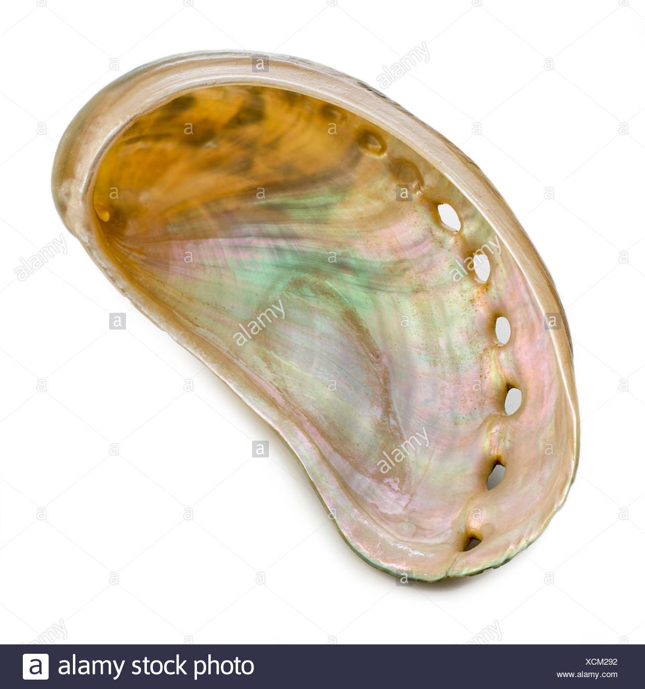 Abalone Shell High Resolution Stock Photography and Images - Alamy