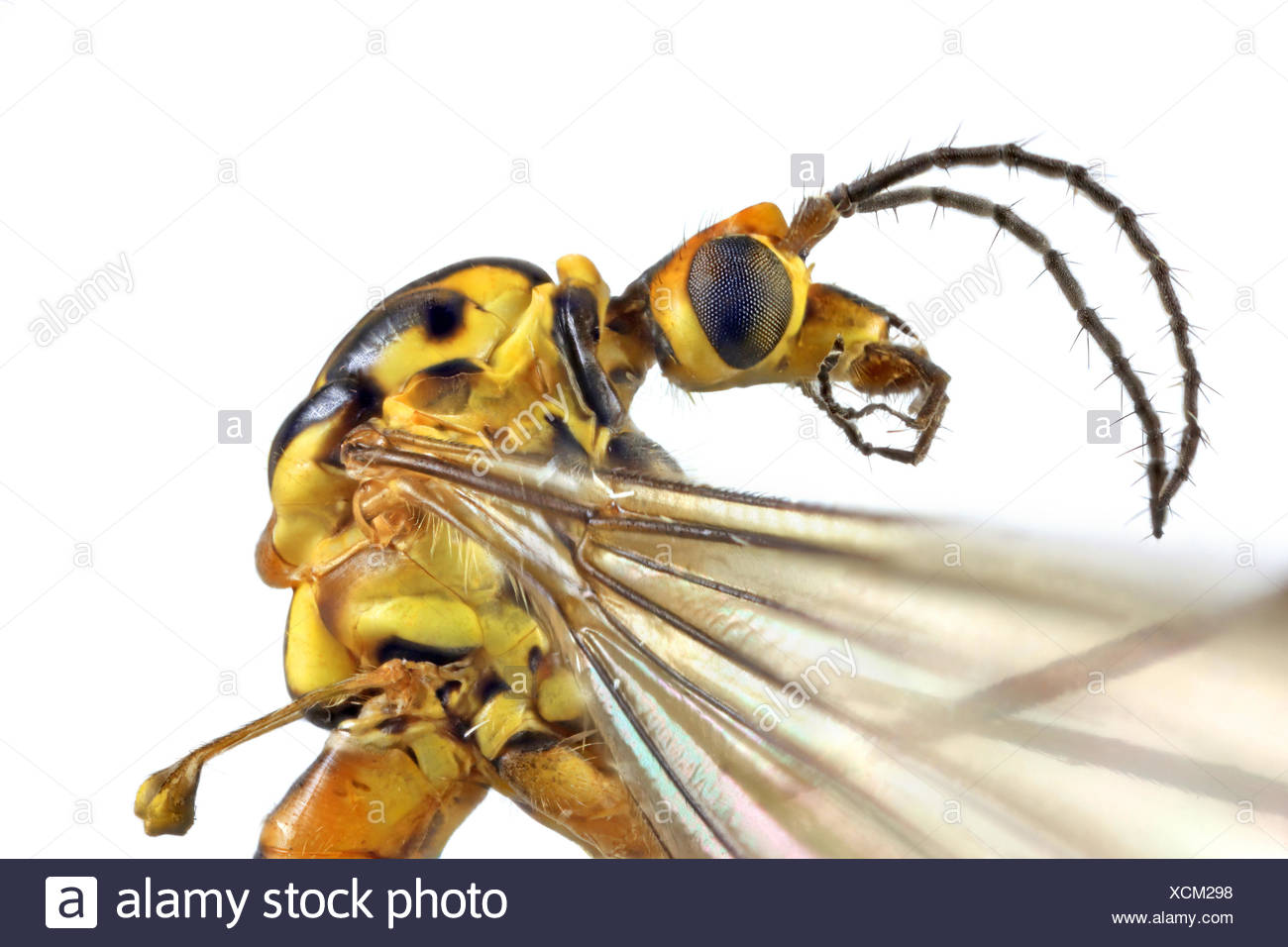 Appendiculata High Resolution Stock Photography and Images - Alamy