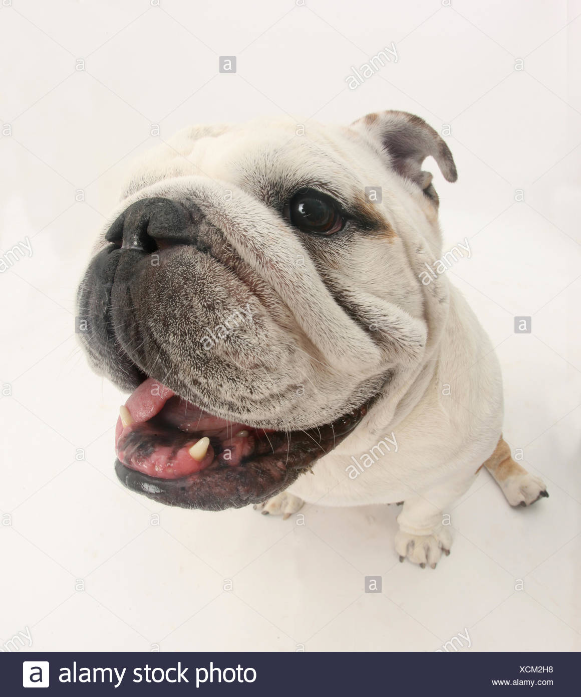 Bulldog Head High Resolution Stock Photography and Images - Alamy