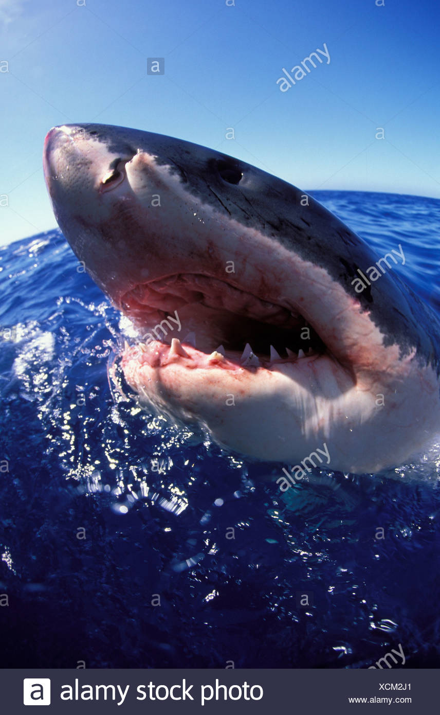 Elongated Must High Resolution Stock Photography and Images - Alamy