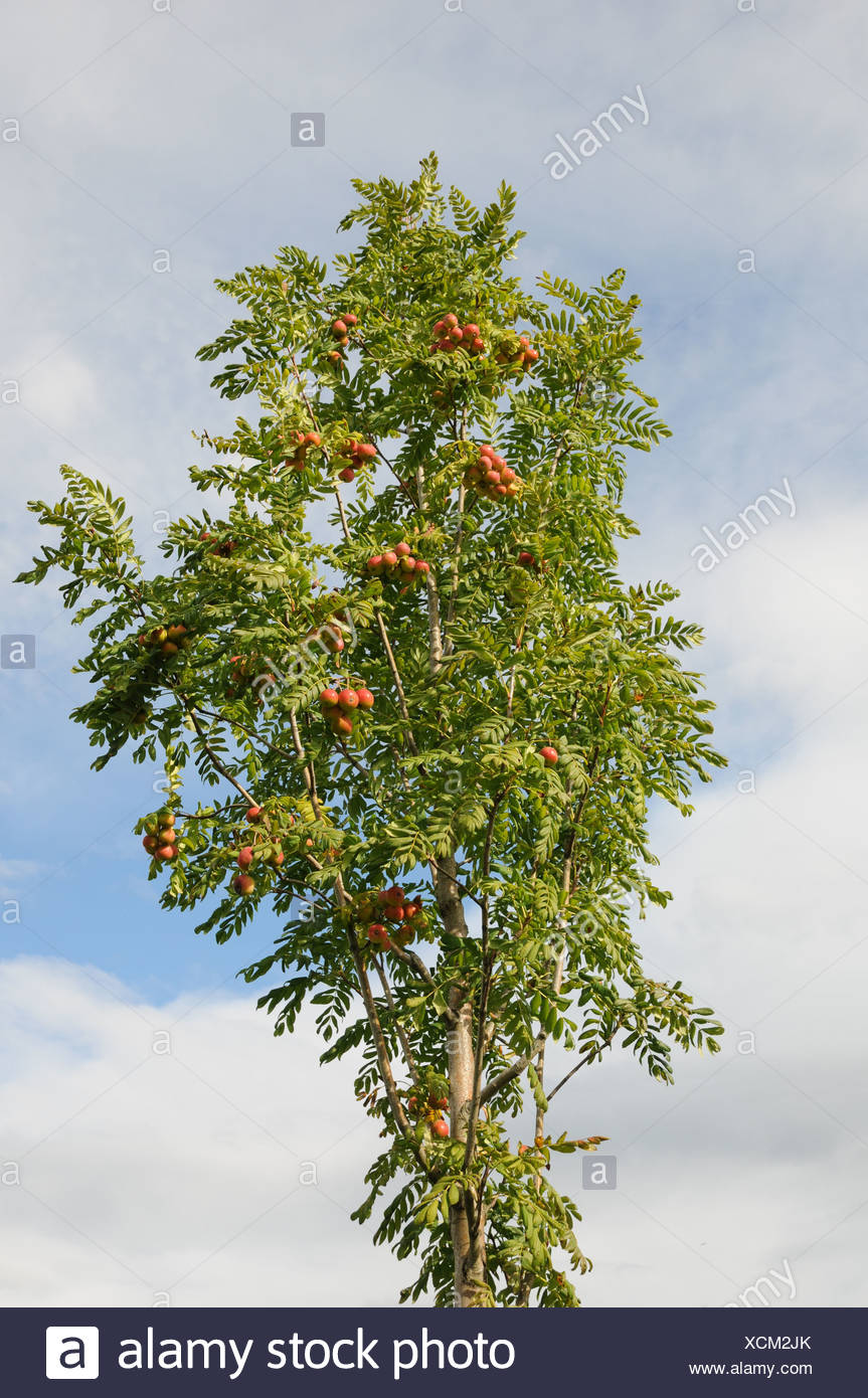 Service Trees Sorbus Domestica High Resolution Stock Photography and ...