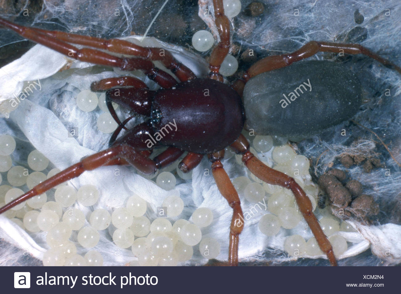 Crocota High Resolution Stock Photography and Images - Alamy