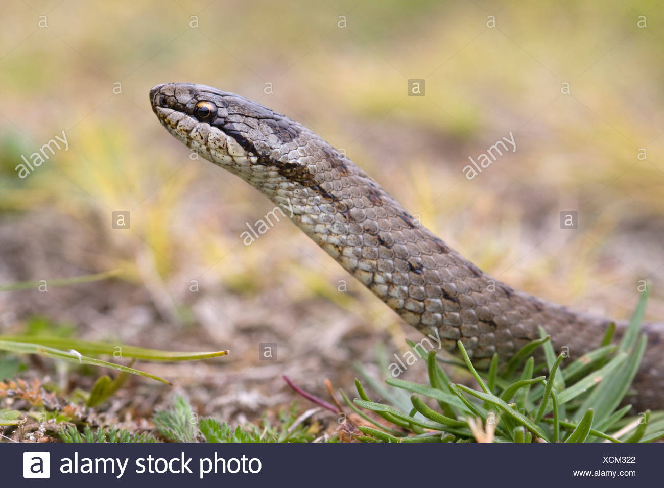 Slang High Resolution Stock Photography and Images - Alamy