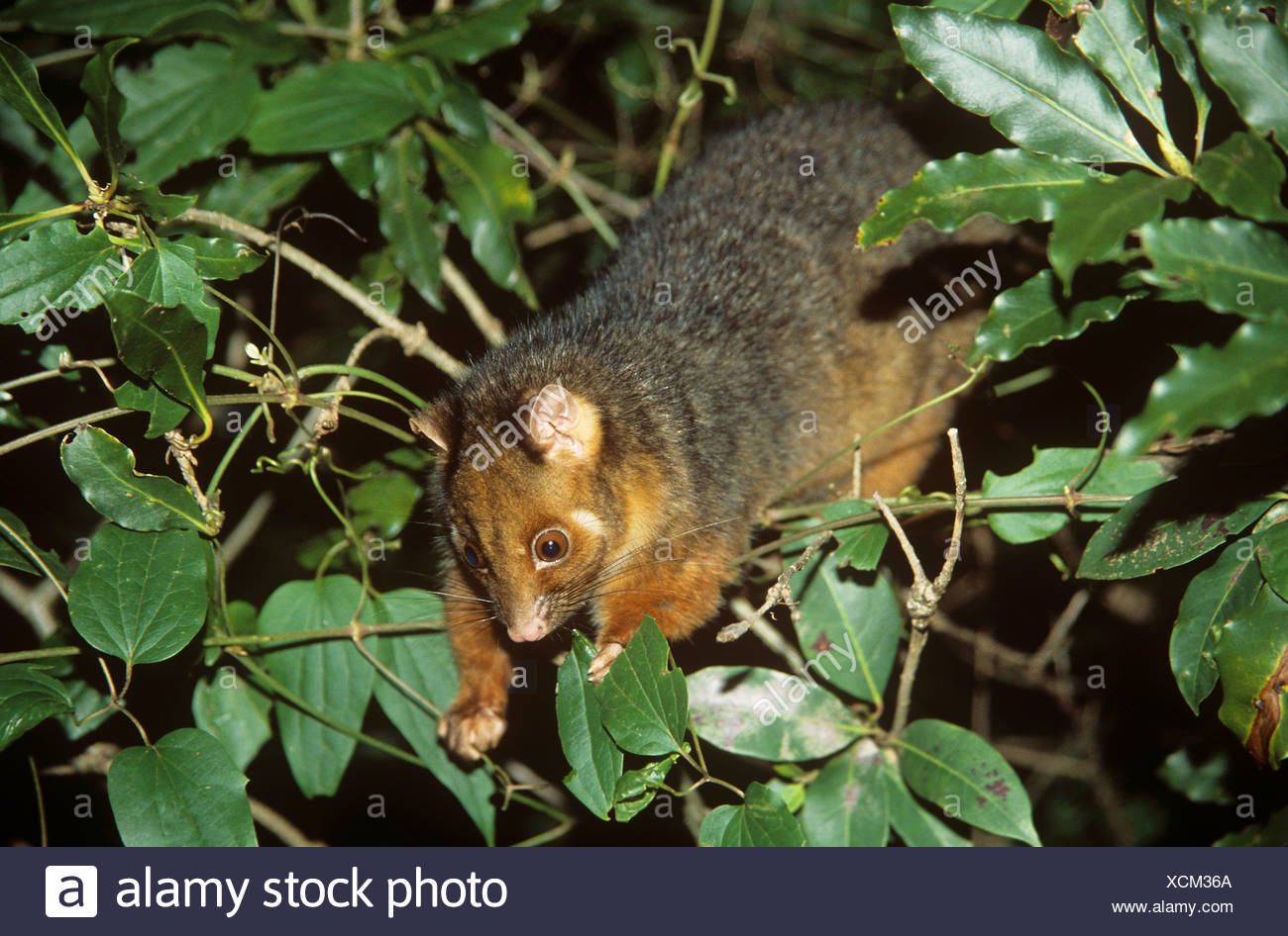 Common Ringtail Possum High Resolution Stock Photography and Images - Alamy