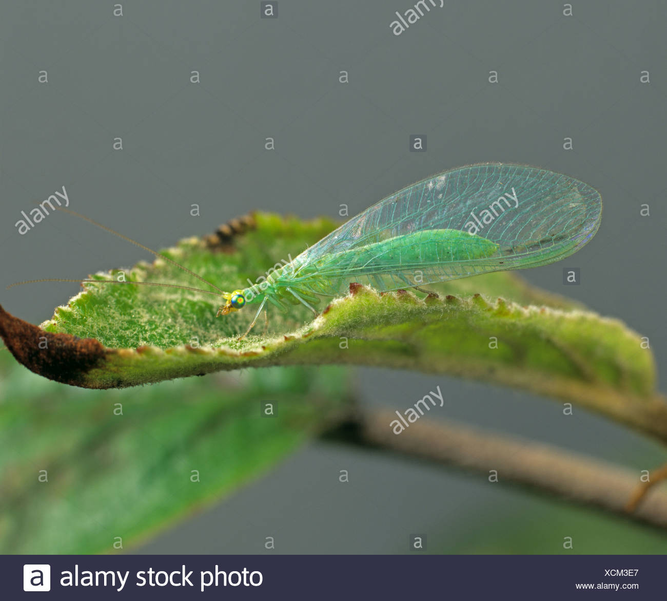 Common Lacewing High Resolution Stock Photography and Images - Alamy