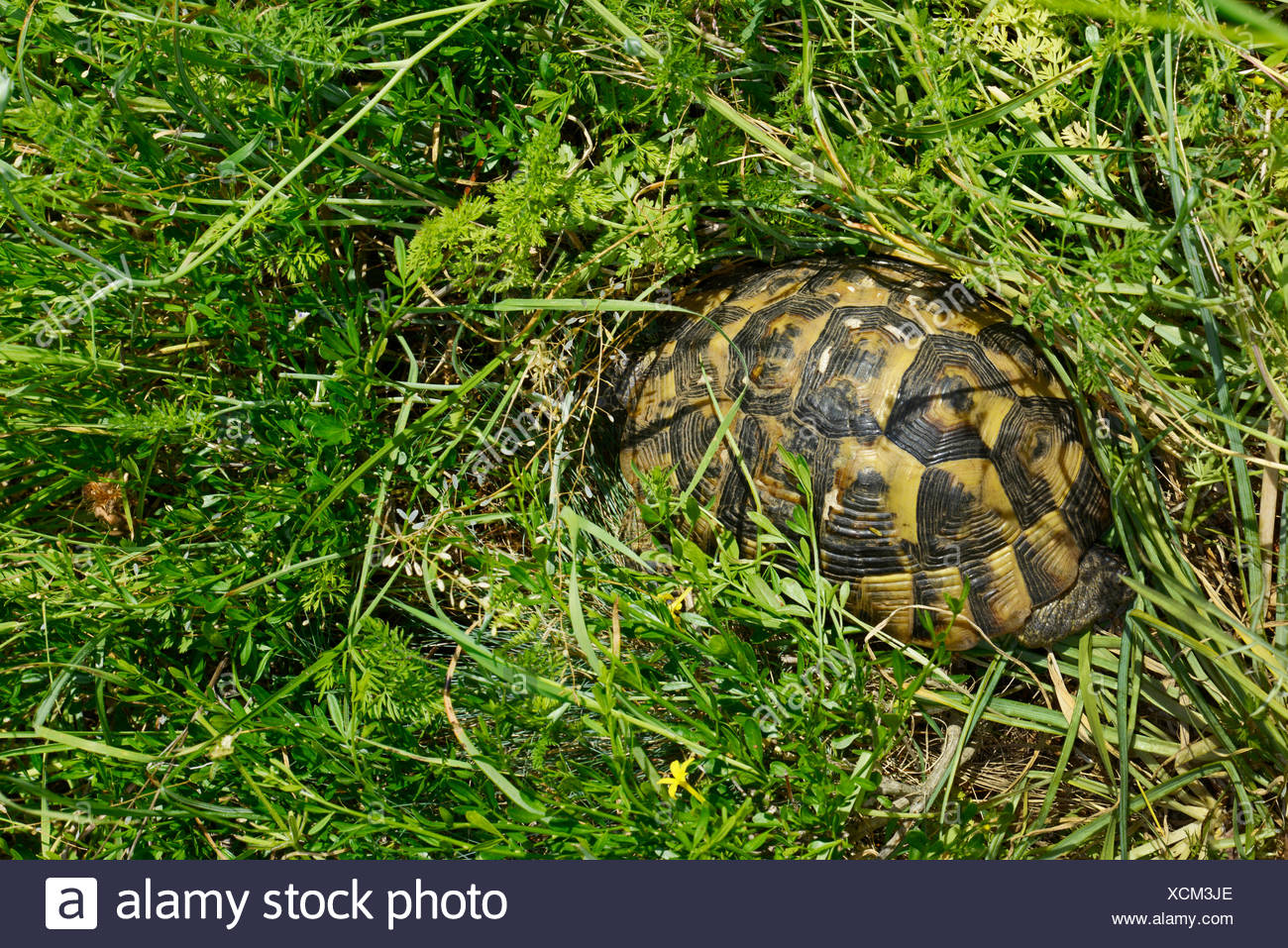 Testudo Ibera High Resolution Stock Photography and Images - Alamy