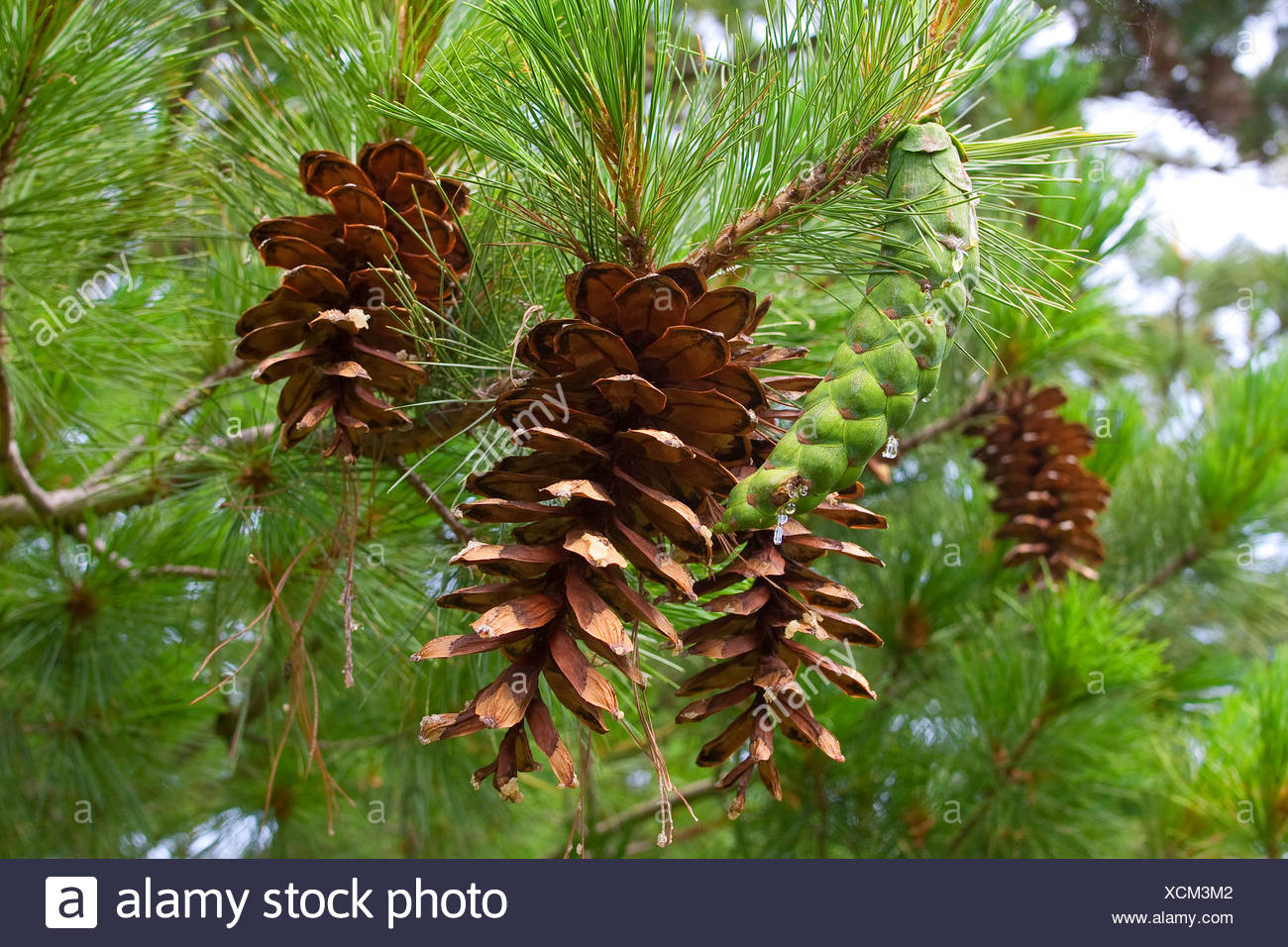 Hardy Pine Tree High Resolution Stock Photography and Images - Alamy