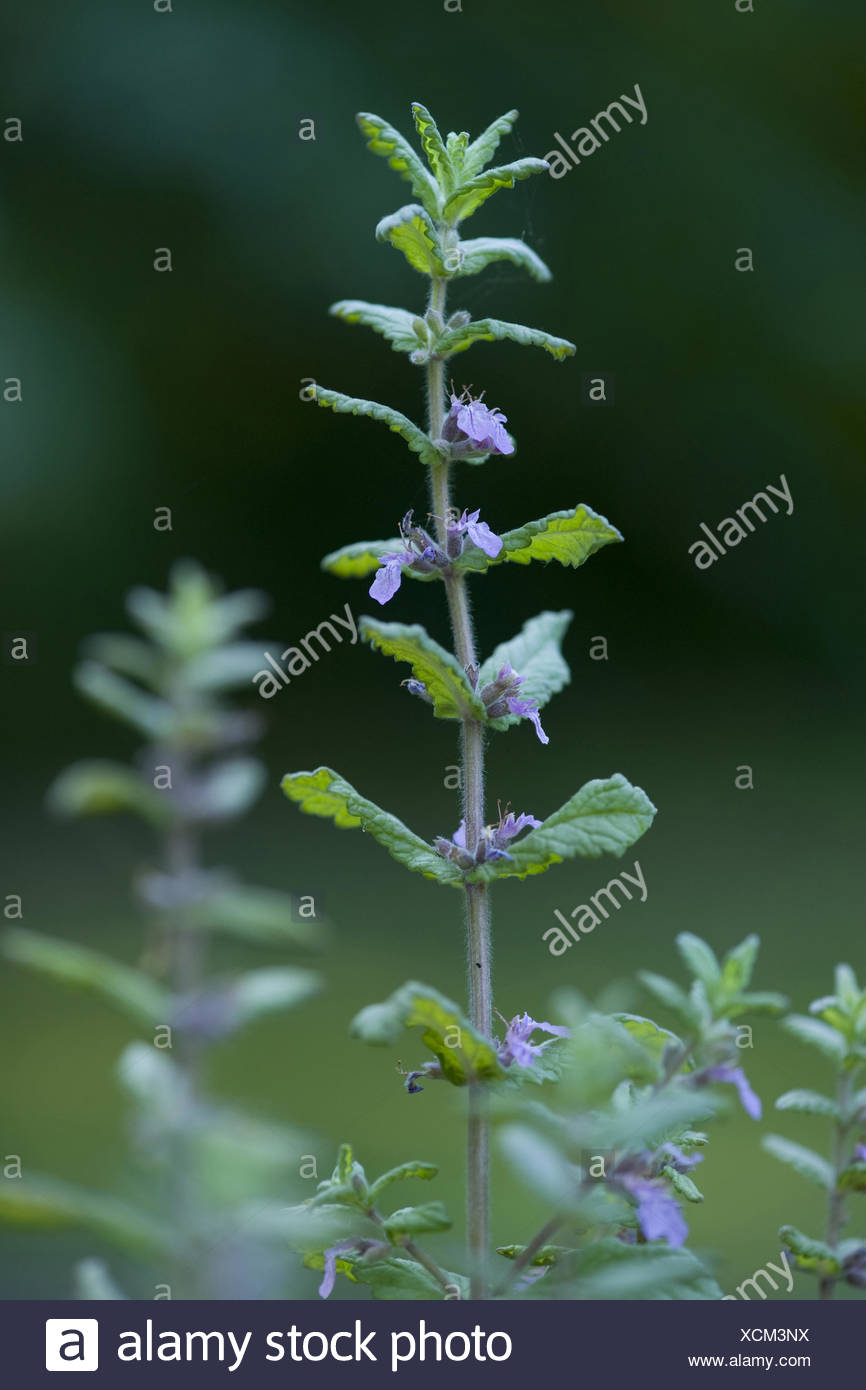 Teucrium Scordium High Resolution Stock Photography and Images - Alamy