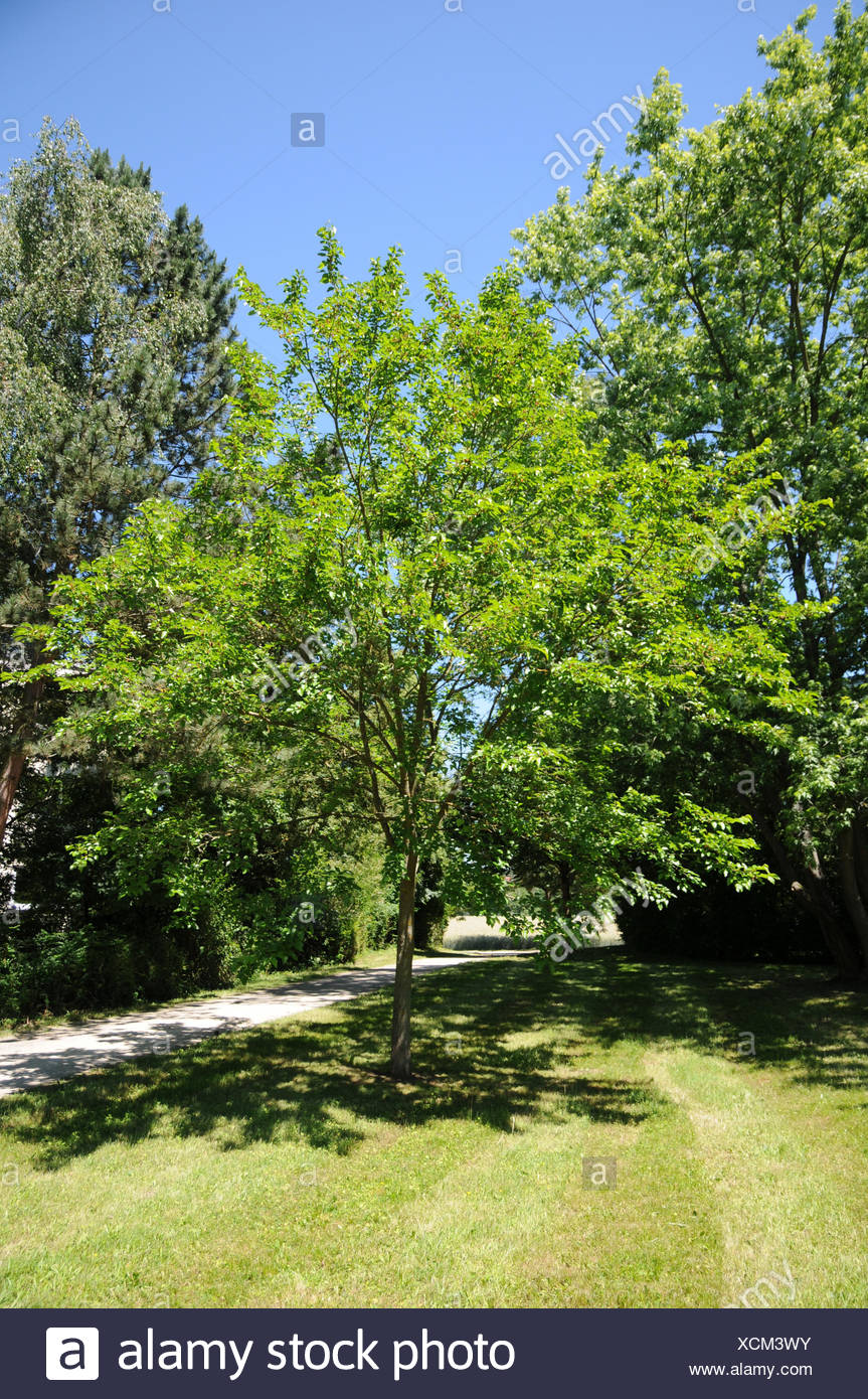 Morus Nigra Black Mulberry Fruits High Resolution Stock Photography and ...