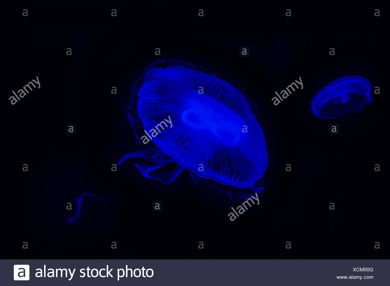Phosphorescence Sea High Resolution Stock Photography and Images - Alamy