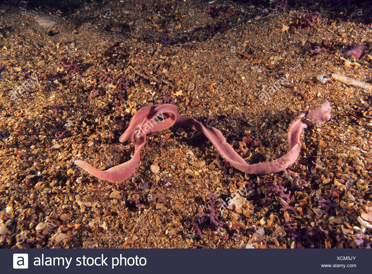 Nemertea High Resolution Stock Photography and Images - Alamy