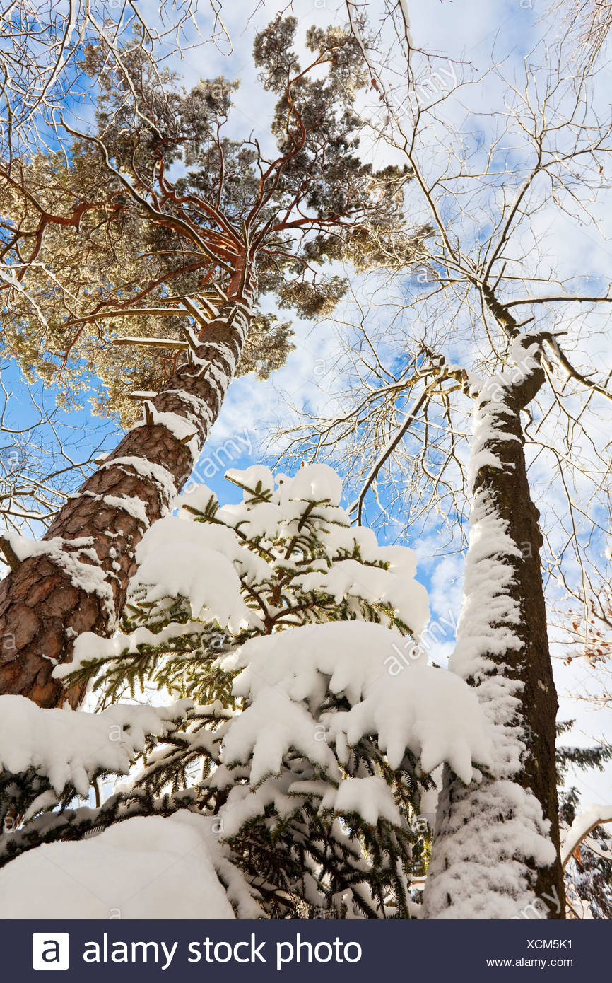 Worms Eye View Trees High Resolution Stock Photography and Images - Alamy